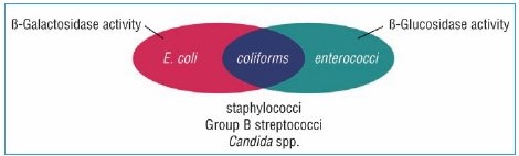 Medios cromogénicos: Bacteriología en color - Bioartis SRL